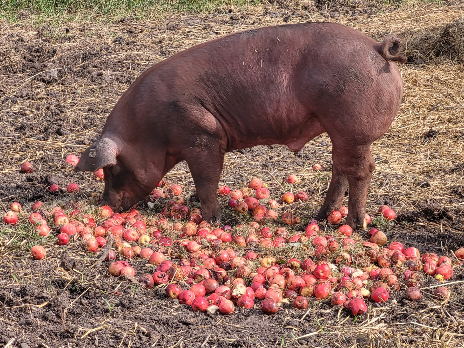 Collections – Babco Meats